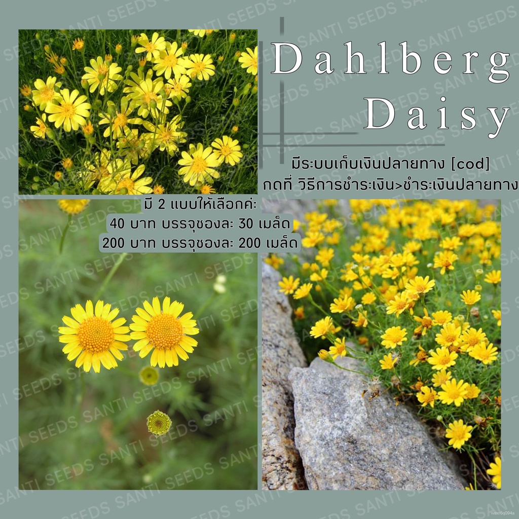2022เมล็ดอวบอ้วน ดอกดาห์ลเบิร์ก เดซี่สีเหลือง 200 เมล็ด Dahlberg Daisy ...