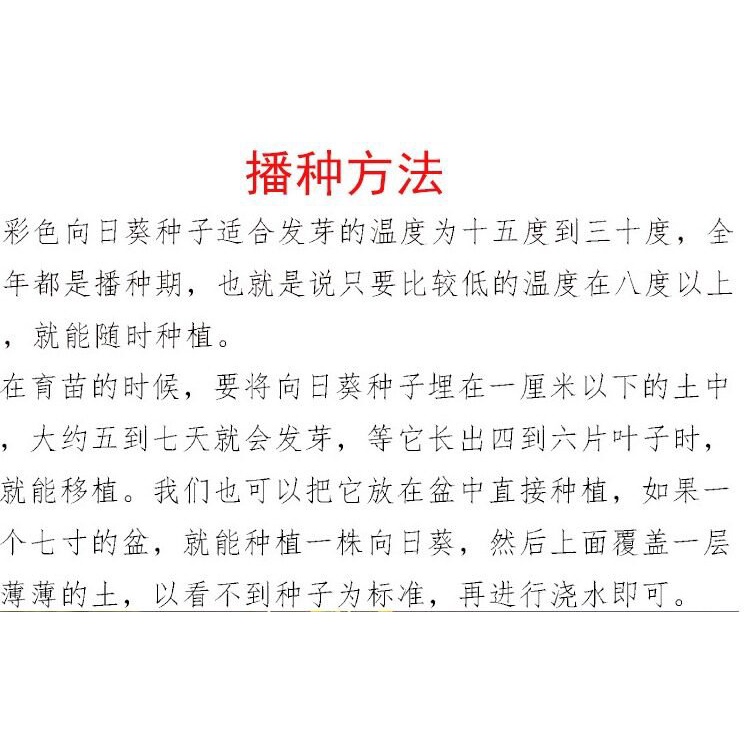 Biji Benih Bunga Matahari Mini Sunflower S5 Sunflower Seeds FLOWER ...