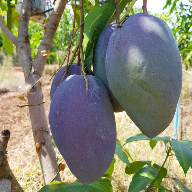 Anny_one, ร้านค้าออนไลน์ | Shopee Thailand