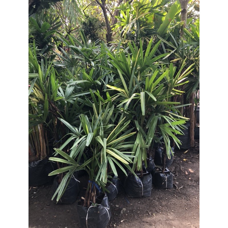 ต้นจั๋งด่าง ถูกที่สุด พร้อมโปรโมชั่น ต.ค. 2025 | BigGoเช็คราคาง่ายๆ