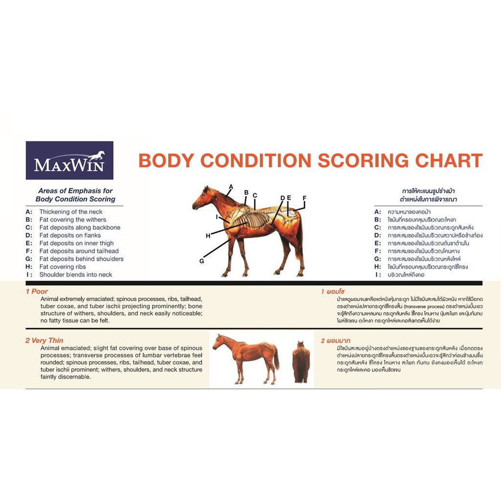 แม็กซ์วิน อัลฟัลฟ่า ชนิดเม็ด ขนาด 20 กิโลกรัม MaxWin Alfalfa Pellets ...