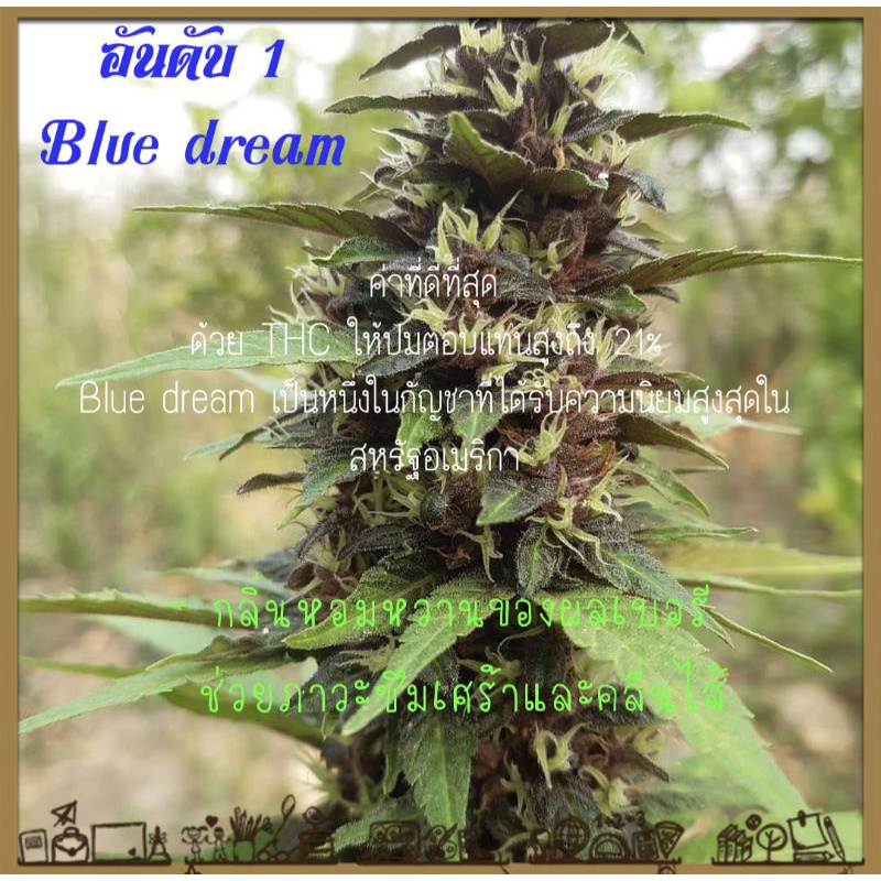 เมล็ดพันธุ์กัญชา Blue dream auto ของแท้พร้อมปลูก แยกเพศ - pheuchswan ...