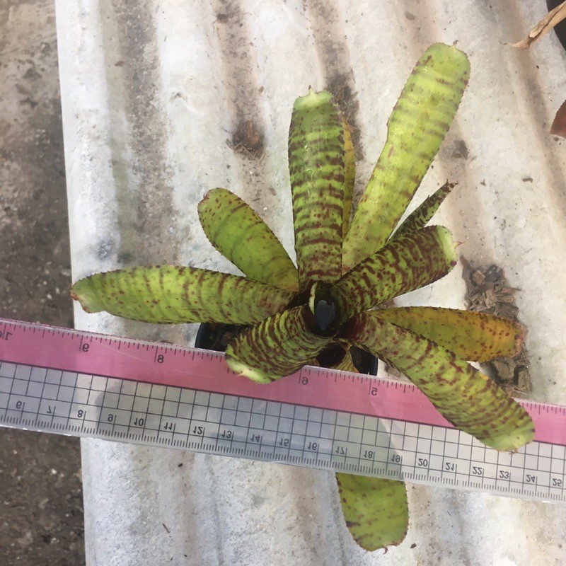 Mini Tiger Hybrid # สับปะรดสี#bromeliad# ต้นไม้สวยงาม# ไม้ประดับ# ตก ...