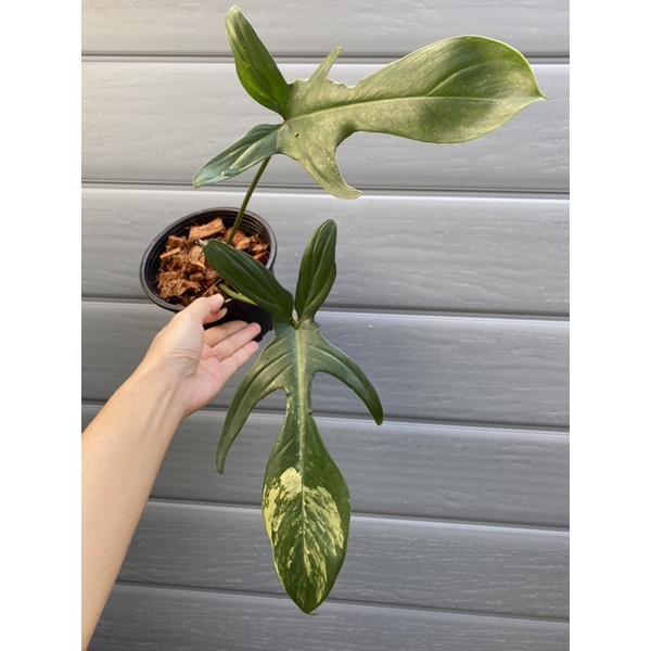 ก้ามกุ้งด่าง Philodendron florida beauty variegated - houseofplantsbynp ...