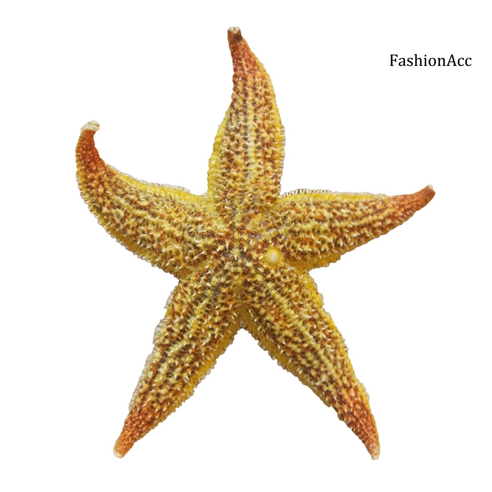 「FASH 」2Pcs Natural Dried Starfish Sea Star Beach Craft Wedding Party ...