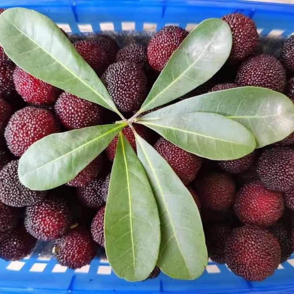 เอี่ยบ๊วย เรดเบอรี่ HFT หยางเมย (yangmei) Yumberry เบย์เบอร์รี่ ...