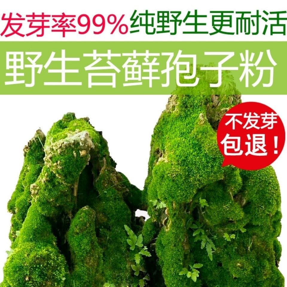 ⊙ ♟Sheung Shui Stone Absorbent Stone Bonsai Potted Moss Moss Seed Spore ...