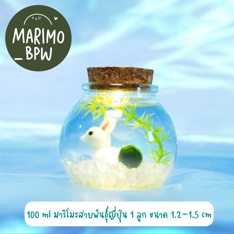 พร้อมส่ง set marimo โหลกลมรุ่น 2 - marimobpw - ThaiPick