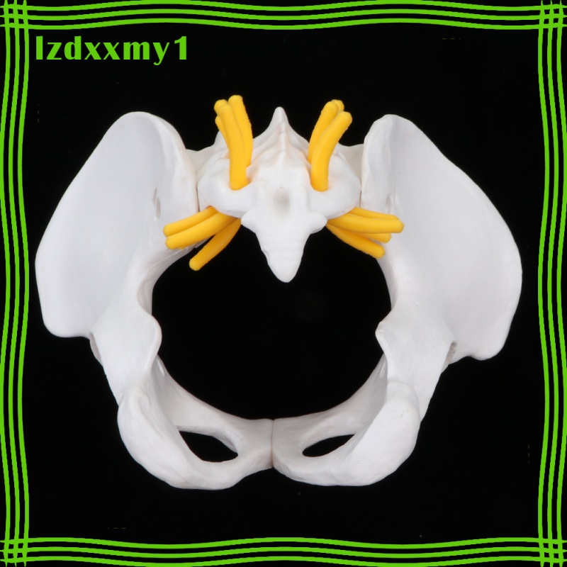 Kiddy Anatomical Model - Small Size Female Pelvic Skeleton Anatomy ...