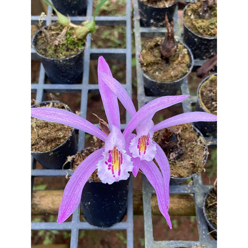 เอื้องพลายงาม Pleione praecox | Shopee Thailand