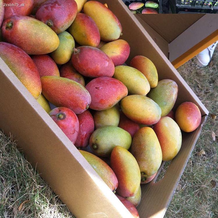 สายจูงสัตว์เลี้ยงHainan Royal Mango ผลไม้หวานสำหรับสตรีมีครรภ์ตามฤดูกาล ...