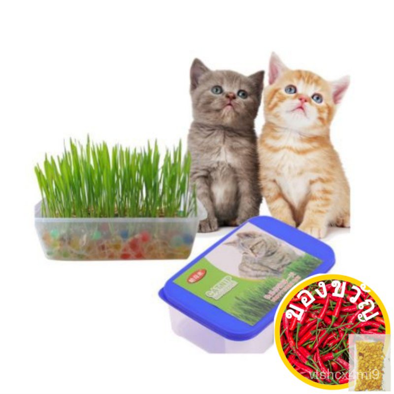 Grow your Cats organic Grass Cat Seed Cat Easy Grow Oat Kitedเมล็ดเชีย ...