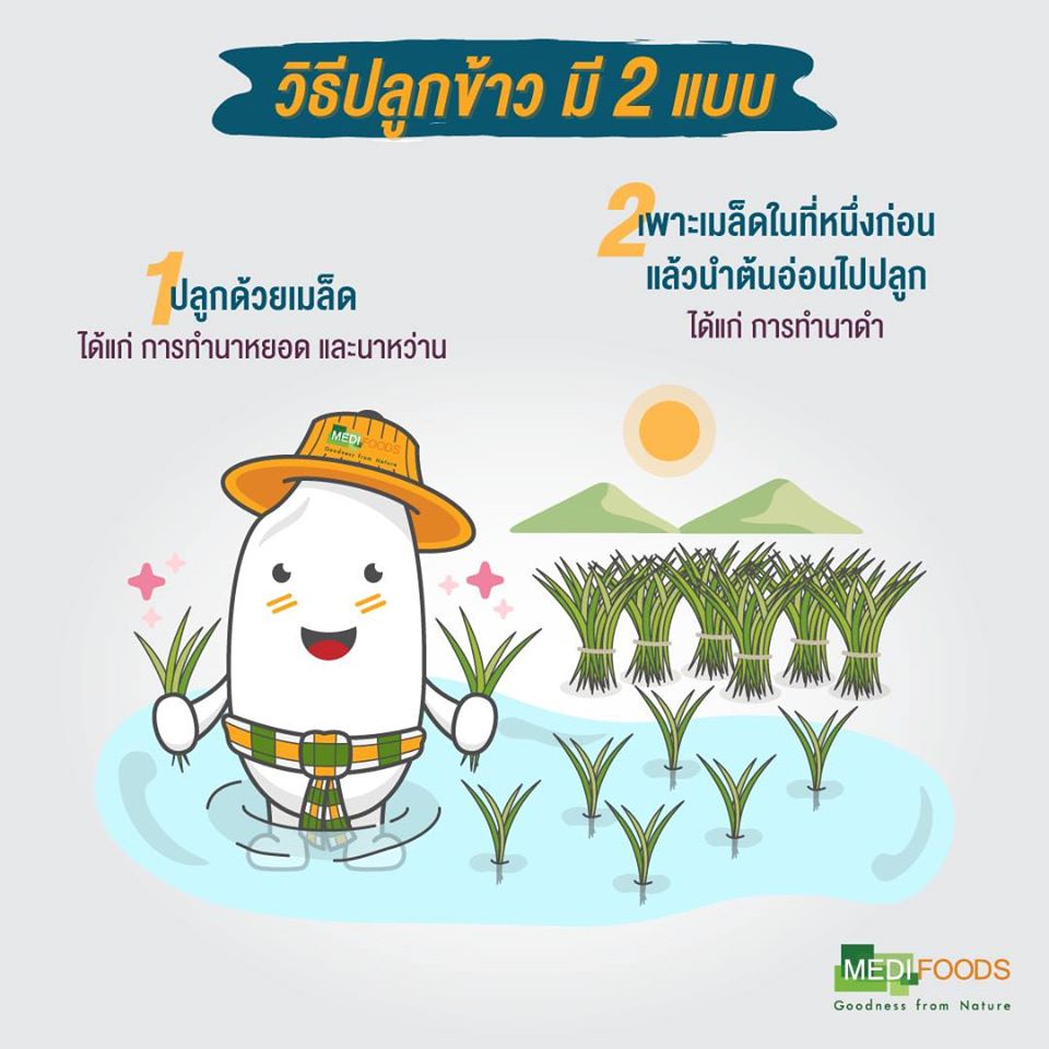 ฮักปันยกลัง (4ถุง) ข้าวหอมเบอร์รี่ ขนาดบรรจุ 5 กก (Hugpun Berry Rice 5 ...