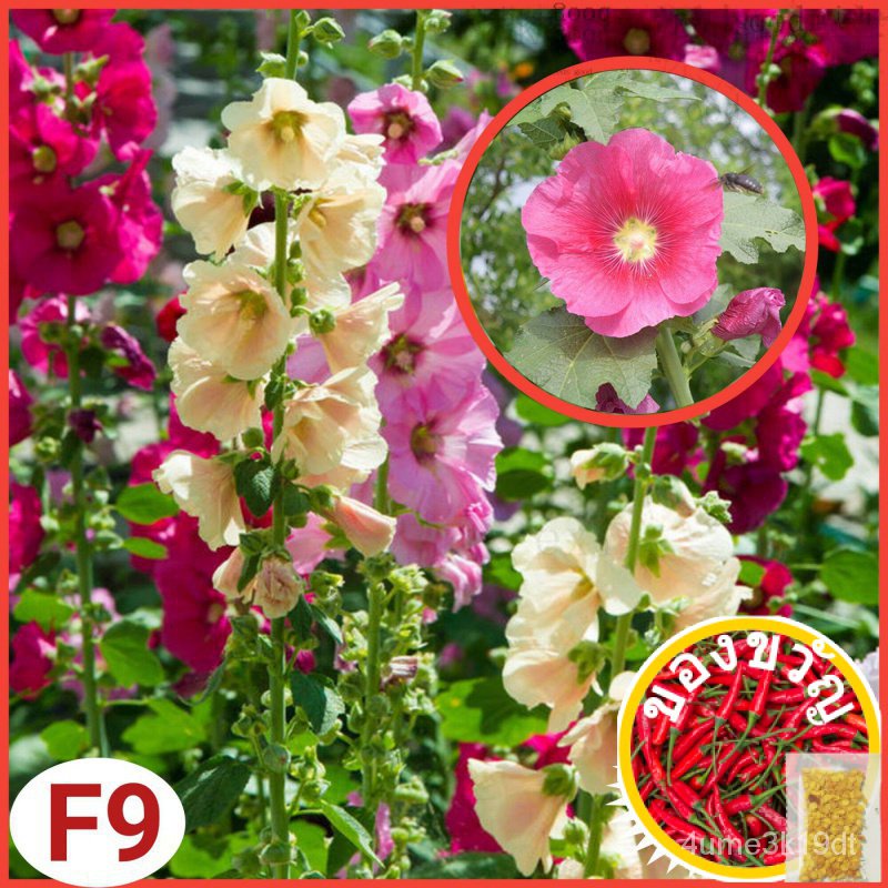 เมล็ดF9 Biji Benih Bunga Hollyhocks - (40 -) -Warna Campur - Hollyhocks ...