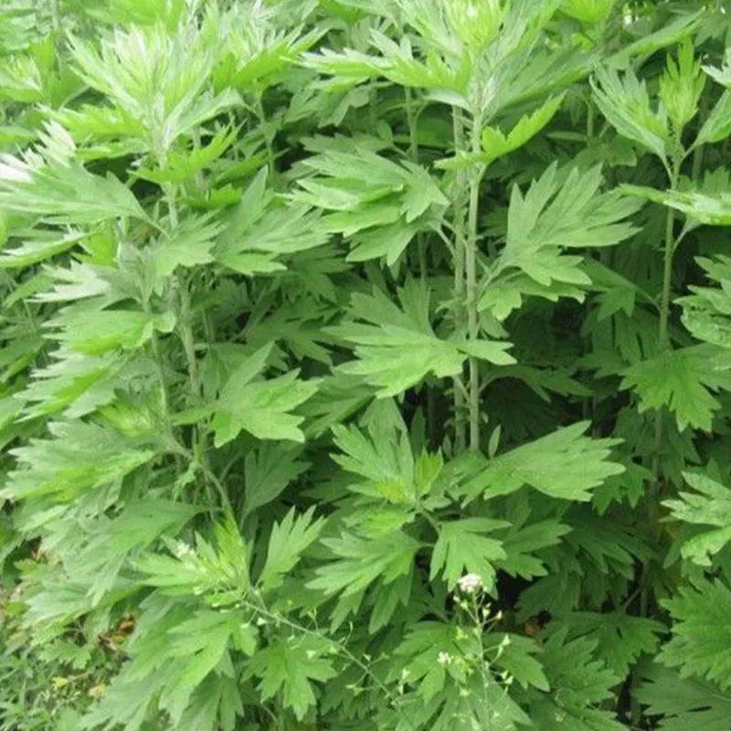 Wormwood Seed Mugwort Herb Four Seasons Containing Grass à¸¢à¸²à¸ à¸±à ...