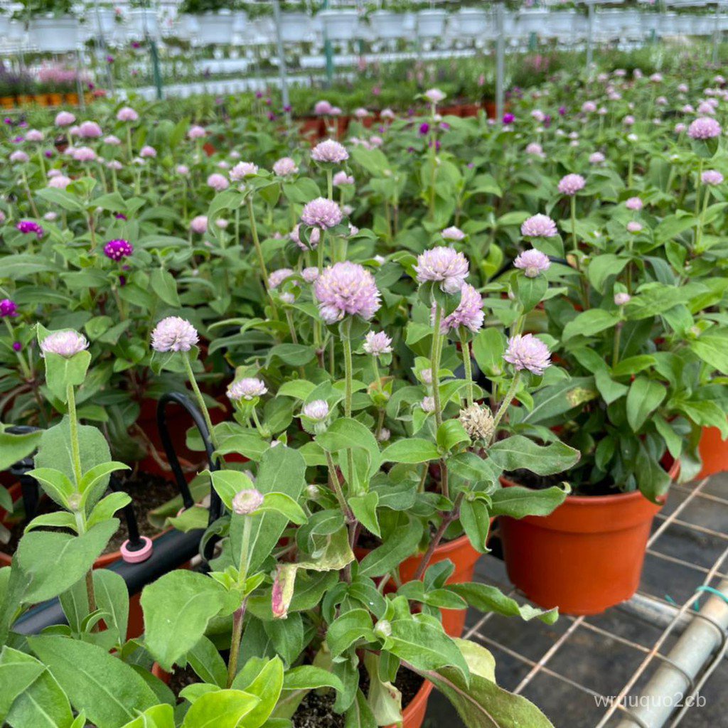 FKF Gomphrena P150 Pokok Butang พันสีแดง Live Plant READYSTOCK ...