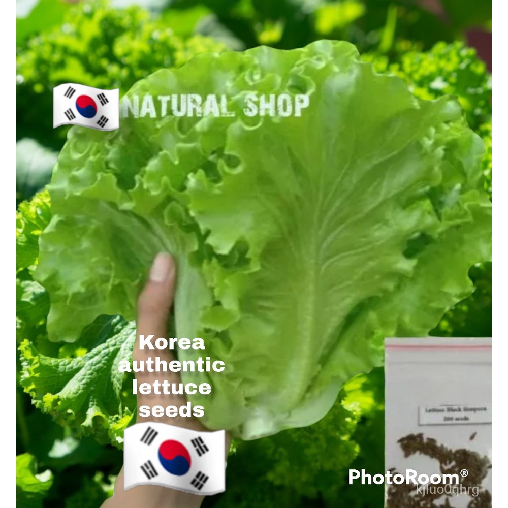 จุดประเทศไทย KOREA GREEN LETTUCE SEED LETTUCE AUTHENTIC FROM SOUTH ...