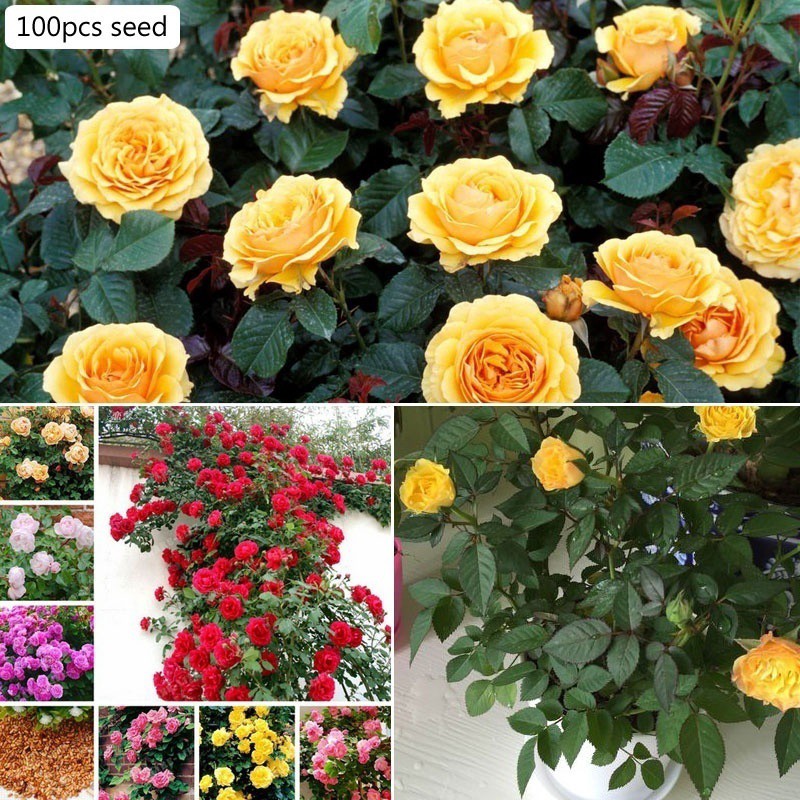 50pcs rose flower seed climbing rose seed outdoor potted bonsai plant ...