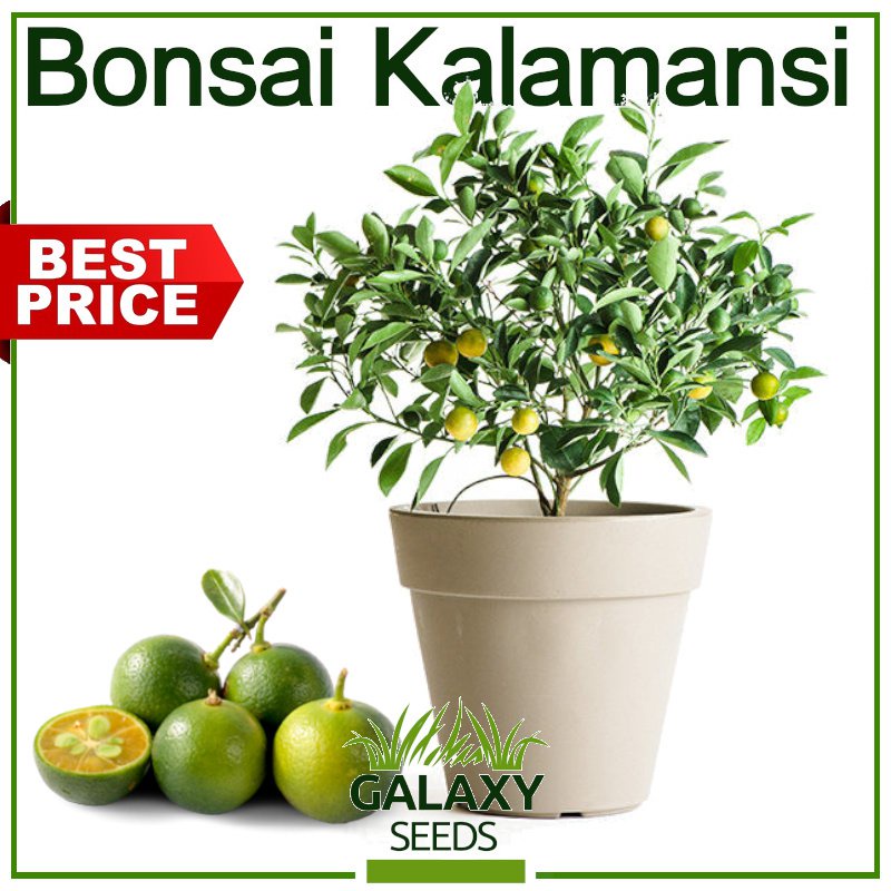 จุดประเทศไทย Galaxy Seeds Bonsai Kalamansi Seeds for Planting Vegetable ...