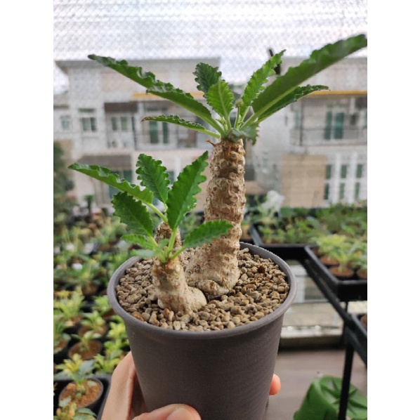 ต้นมะพร้าวทะเลทราย Dorstenia horwoodii - p.plants - ThaiPick