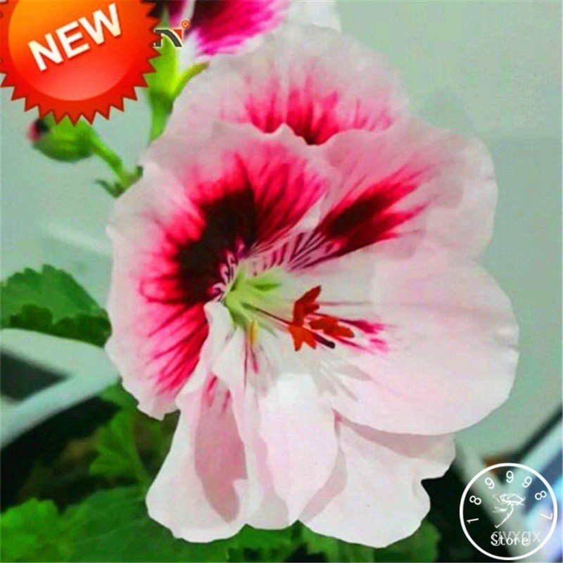 Big Sale!100 PCS/Bag Two-color Red White Univalve Geranium Seeds ...