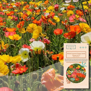 เมล็ดMixed Common Poppy Seeds, Papaver Rhoeas Seeds, Flower#213 เมล็ด ...