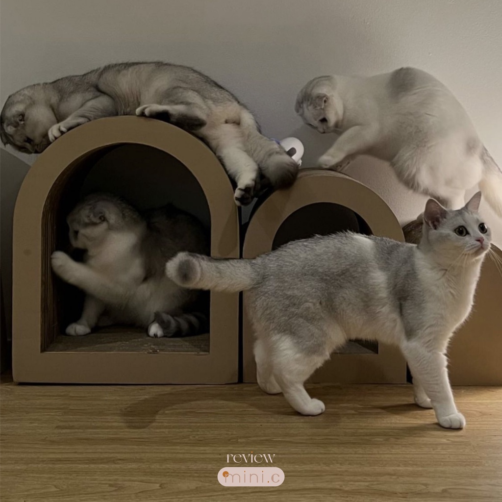 ที่ลับเล็บแมวอาร์ค ทรงโค้งมน สไตล์มินิมอล - ARC cat scratcher (แบบ Set ...