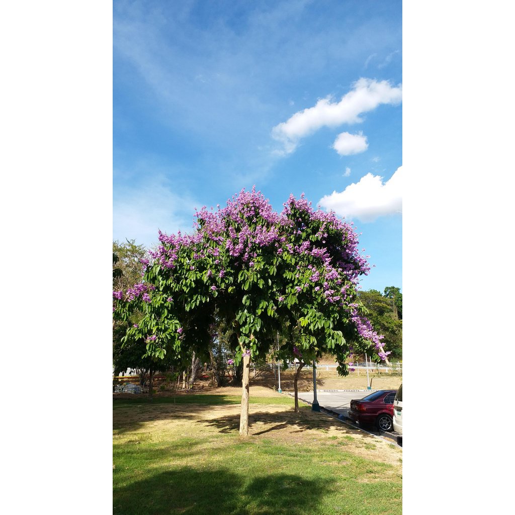 จุดประเทศไทย Plantfilled Banaba Tree Seeds for planting Trees Approx. 5 ...