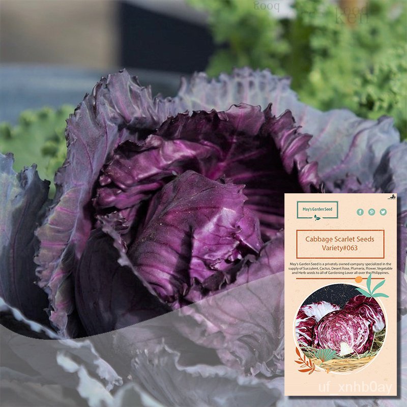 Cabbage Scarlet Seeds Vegetable Seeds 063กางเกงพืชสวนมะเขือเทศดอกไม้ ...