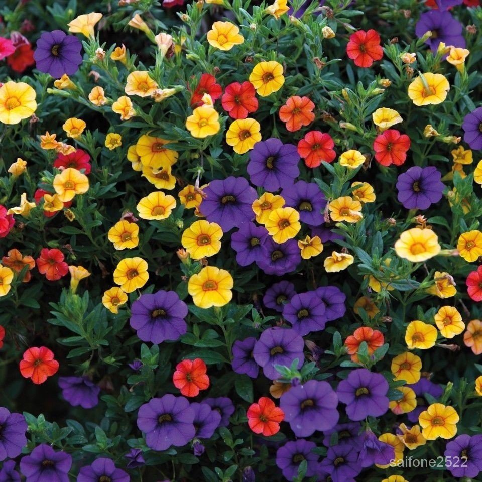 TRAILING PETUNIA MIX BALCONY - 20 SEEDS - Petunia Hybrida Pendula ...