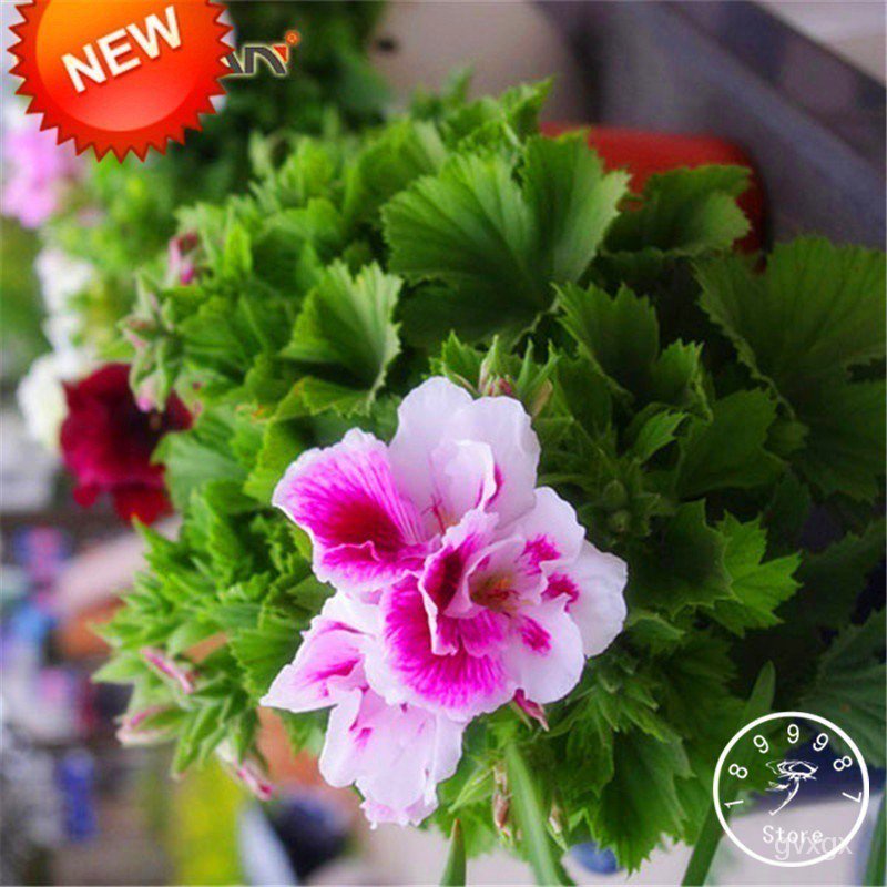 Big Sale!100 PCS/Bag Two-color Red White Univalve Geranium Seeds ...