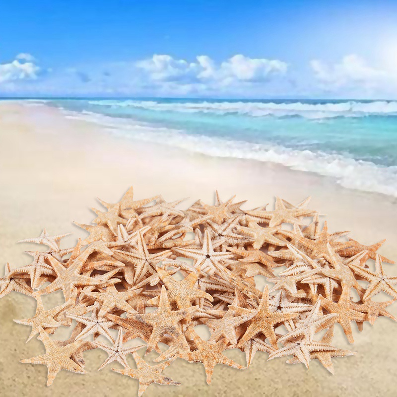 Small Starfish Star Sea Shell Beach Craft 0.4 inch-1.2 inch 90 Pcs ...
