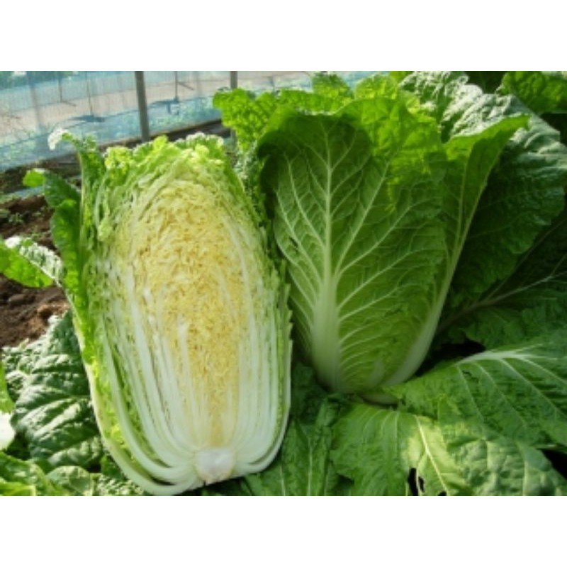 Chinese cabbage vegetable seedทองกะหล่ำปลีสวนผักชีกุหลาบสร้อยข้อมือแอป ...