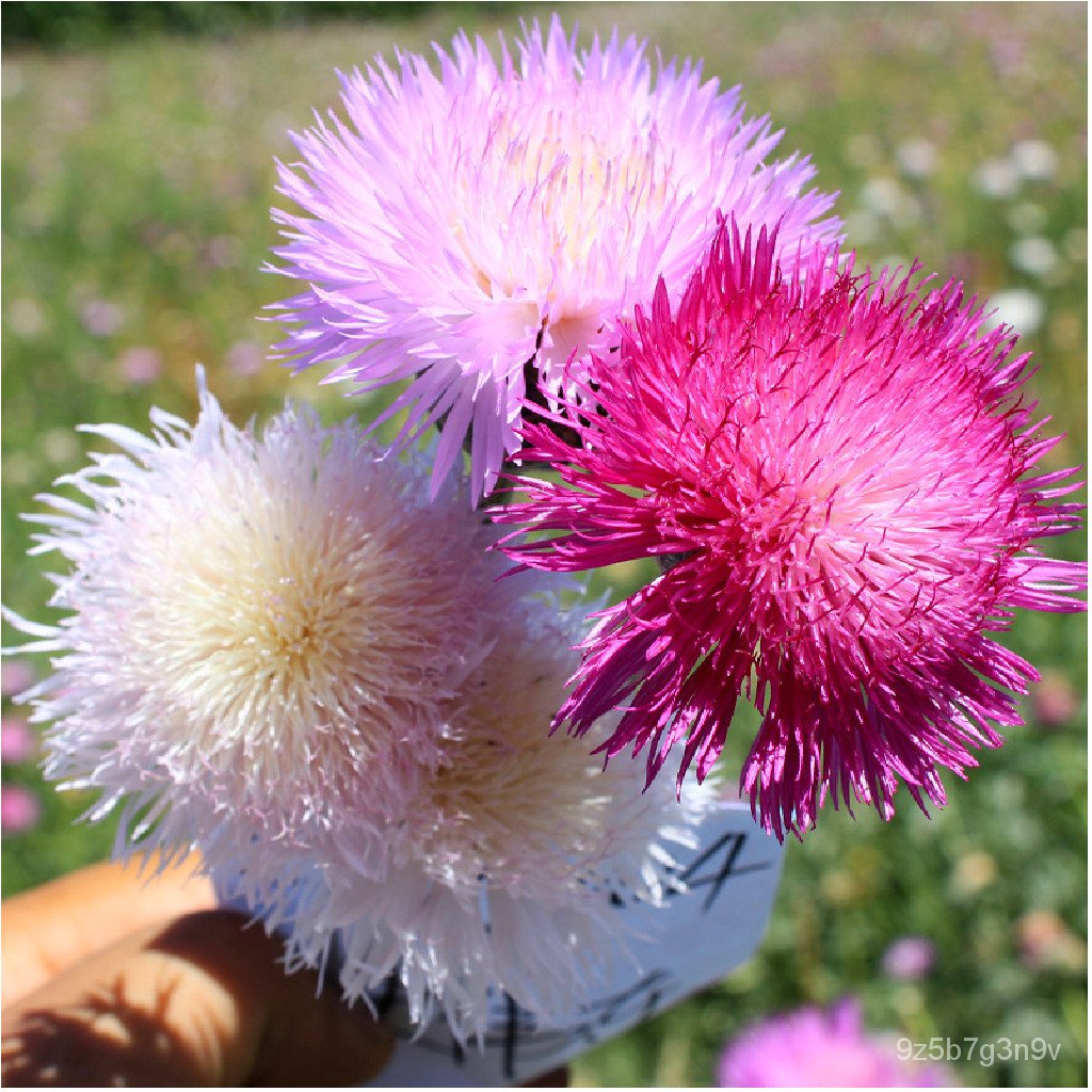 จุดประเทศไทย Sweet Sultan 20 Seeds Centaurea Moschata Annual Mixed ...
