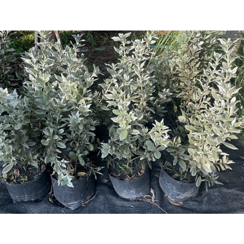 ต้นกระดุมไม้ใบเงินไม้มงคลกระถาง8 - klanprasom_tree - ThaiPick