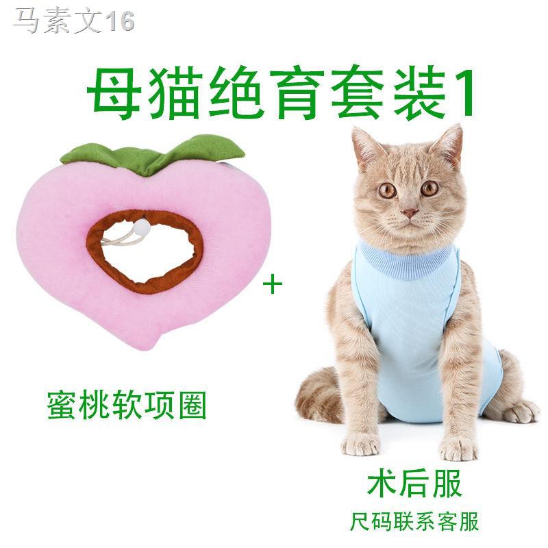 Cat Elizabeth laps sterilization supplies collar licking the soft cloth ...