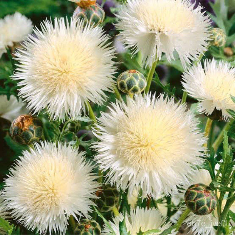 ผู้ผลิตเมล็ดพันธุ์เมล็ดพันธุ์ สวีทสุลต่านคละสี ประไหมสุหรีคละสี (Mixed ...