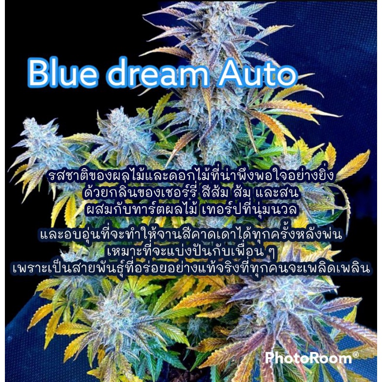 เมล็ด(นอก)Blue dream Autoไม่งอกเครมให้ใหม่ทั้งชุดสินค้ารับประกันคุณภาพ ...