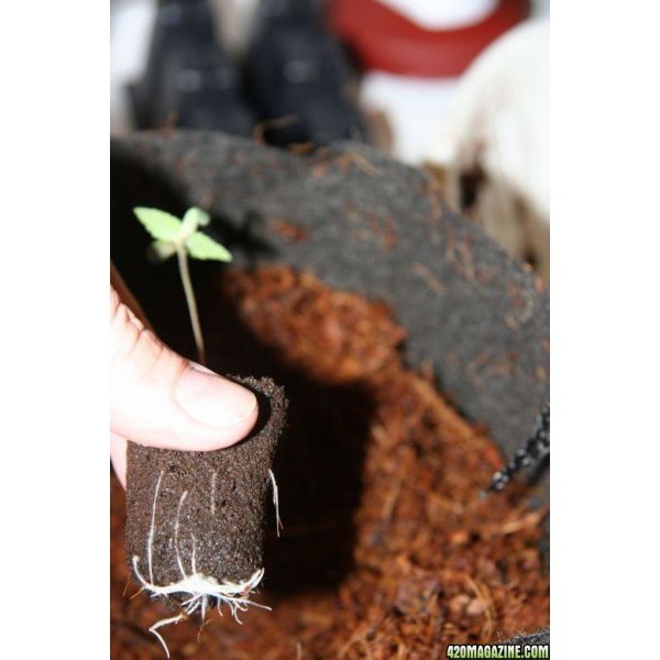 Root Riot ถุง original package ขนาด 100 cubes ปักชำ เพาะ เมล็ด ของแท้ ...