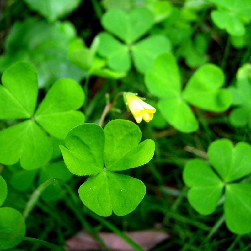 เมล็ดพันธุ์ผักเมล็ดพืช☂Dancing grass + Clover Mimosa Coleus magic plant ...