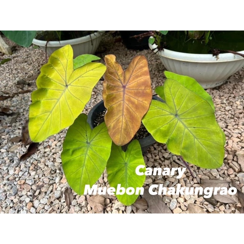 Colocasia Canary - โคโลคาเซียคานารี่ | Shopee Thailand
