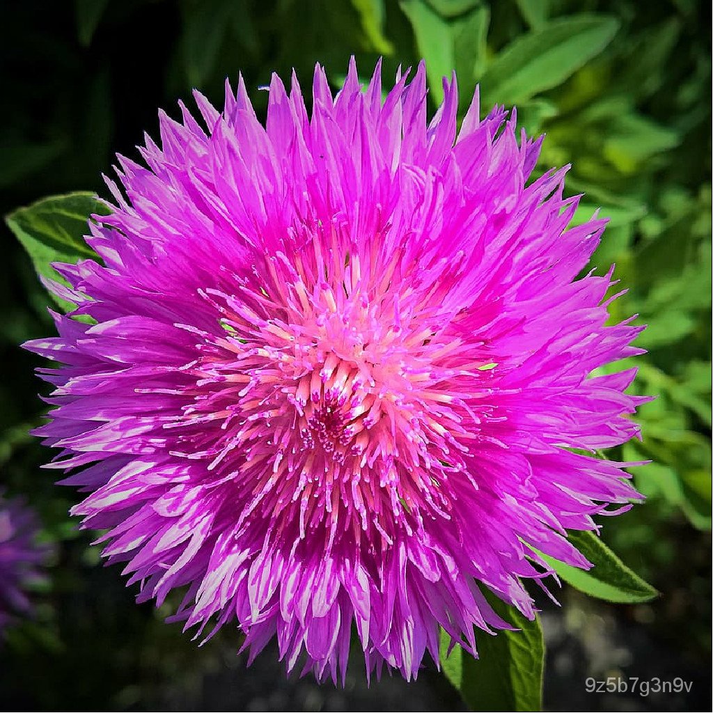จุดประเทศไทย Sweet Sultan 20 Seeds Centaurea Moschata Annual Mixed ...