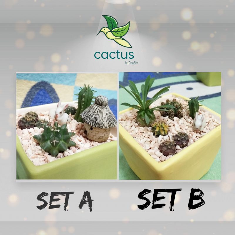 กระบองเพชรสวนถาด เขียว Set A Cactus | Shopee Thailand
