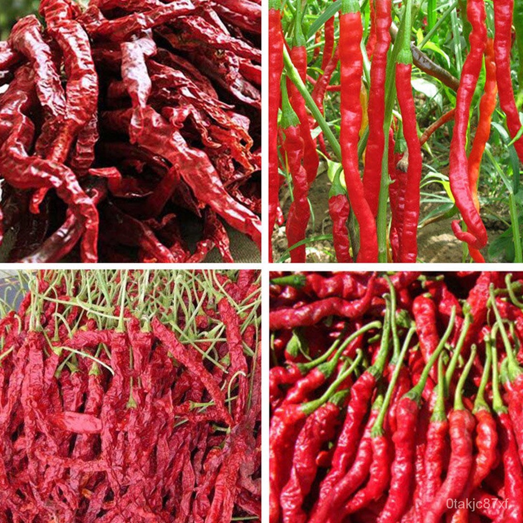 เมล็ดพันธุ์คุณภาพสูงในสต็อกในประเทศไทยเมล็ดอวบอ้วนพริกยาวโจลอง เมล็ด ...