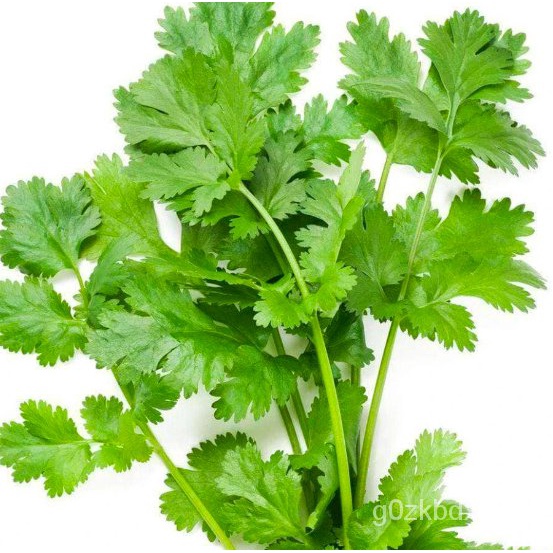 จุดประเทศไทย Coriander Cilantro Wansoy 3grams 200-230pcs seeds Herb ...