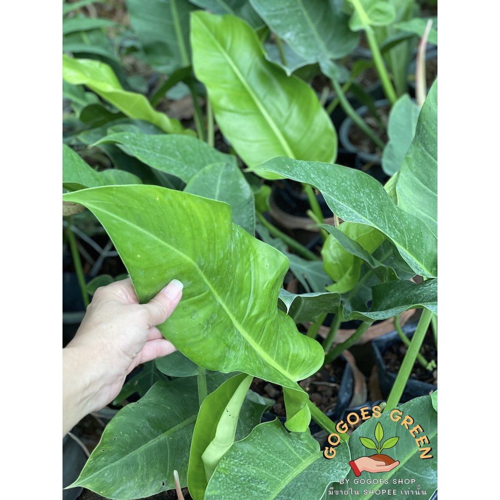 Philodendron Wendlandii ต้นฟิโลเดนดรอน ฟิโล เลี้ยงง่ายเหมาะสำหรับ ...