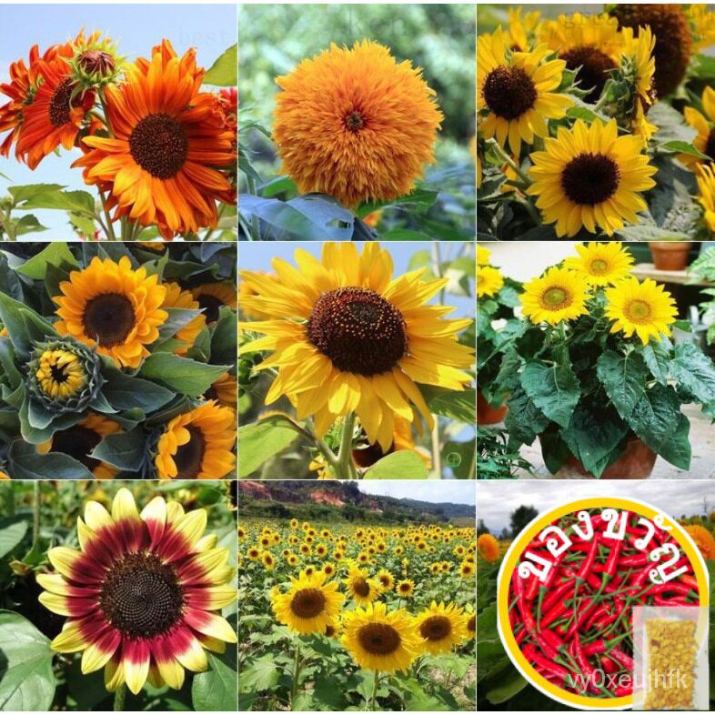 Biji Benih Bunga Matahari Sunflower Seeds FLOWER PLANT SEED SEEDS 80 ...