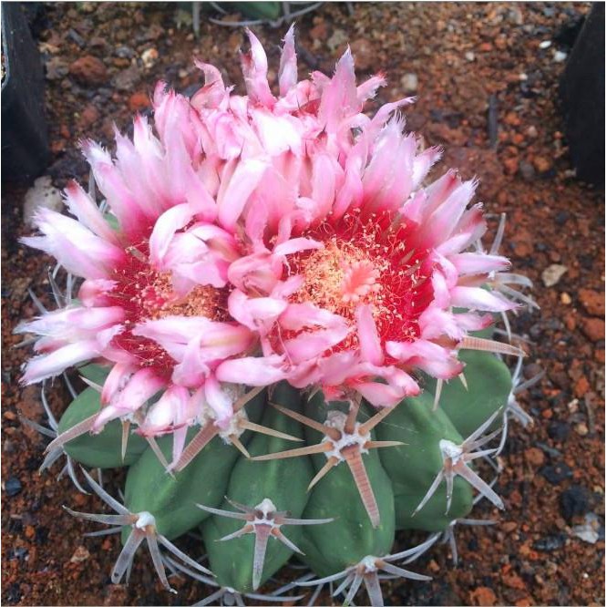 (lingbo)กระบองเพชรไม้ลำ แคคตัส cactus Homalocephala texensisโฮมาโลเซฟา ...