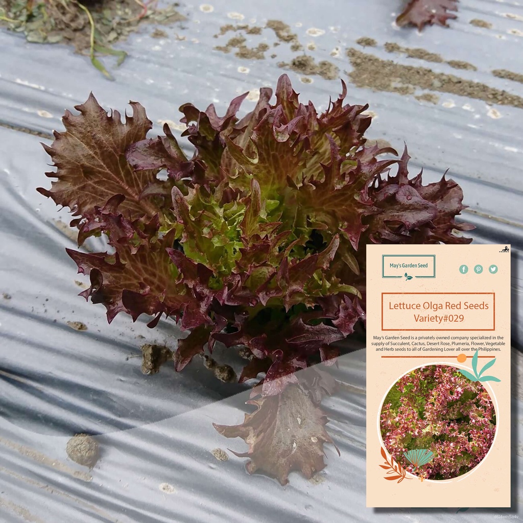 จุดประเทศไทย Lettuce Seeds Olga Red Loose Leaf Vegetable Seeds029เมล็ด ...