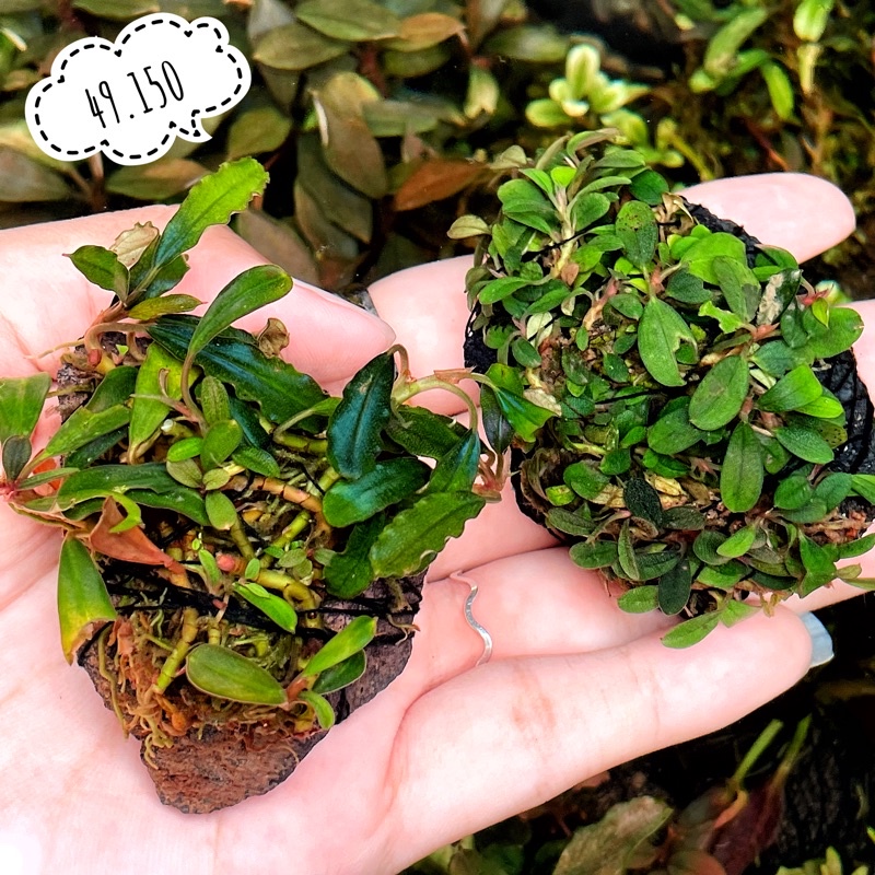 buce ถูกที่สุด พร้อมโปรโมชั่น ก.ย. 2024|BigGoเช็คราคาง่ายๆ